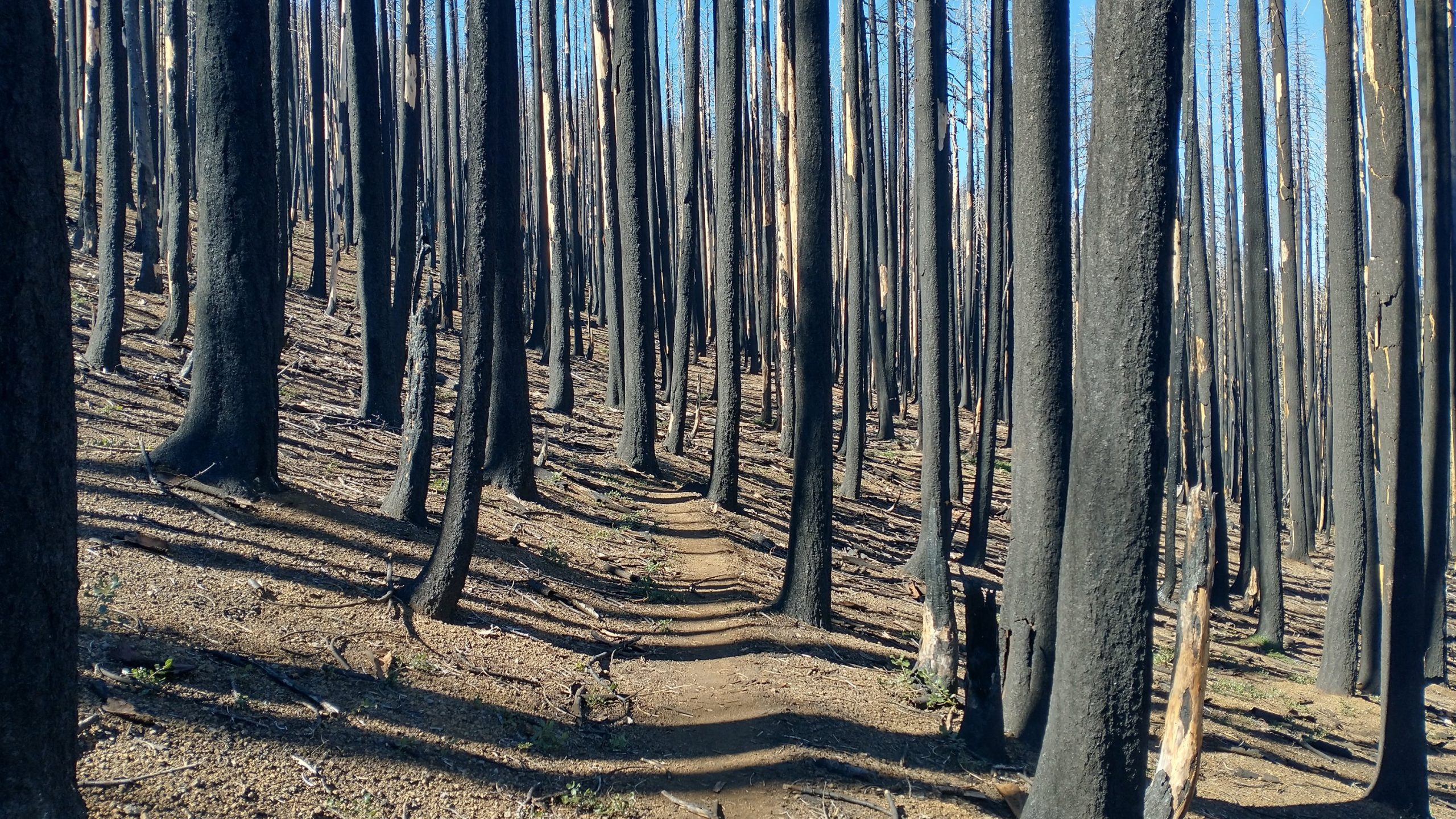 PCBCRT Day 50: Into the Burn – Twig Adventures
